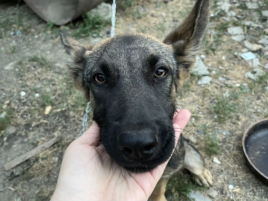 Овчарка в добрые руки