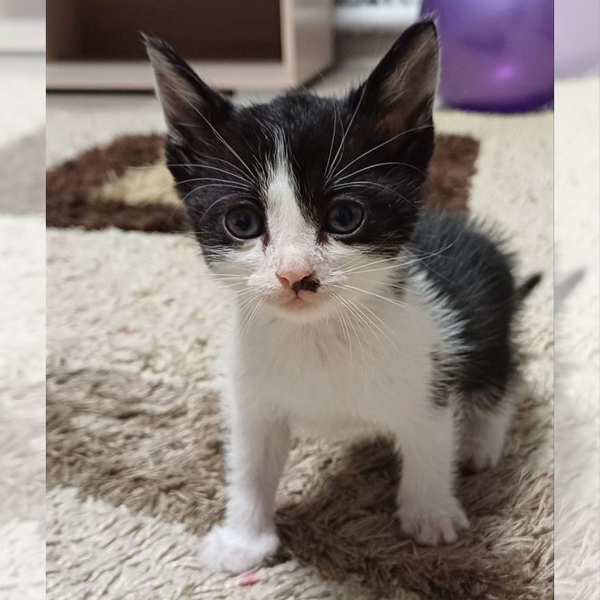Отдам кота в добрые руки бесплатно