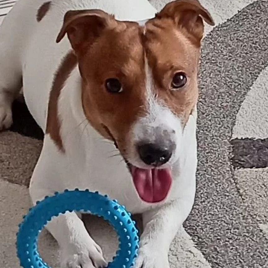 Джек-рассел-терьер, взрослый пёс