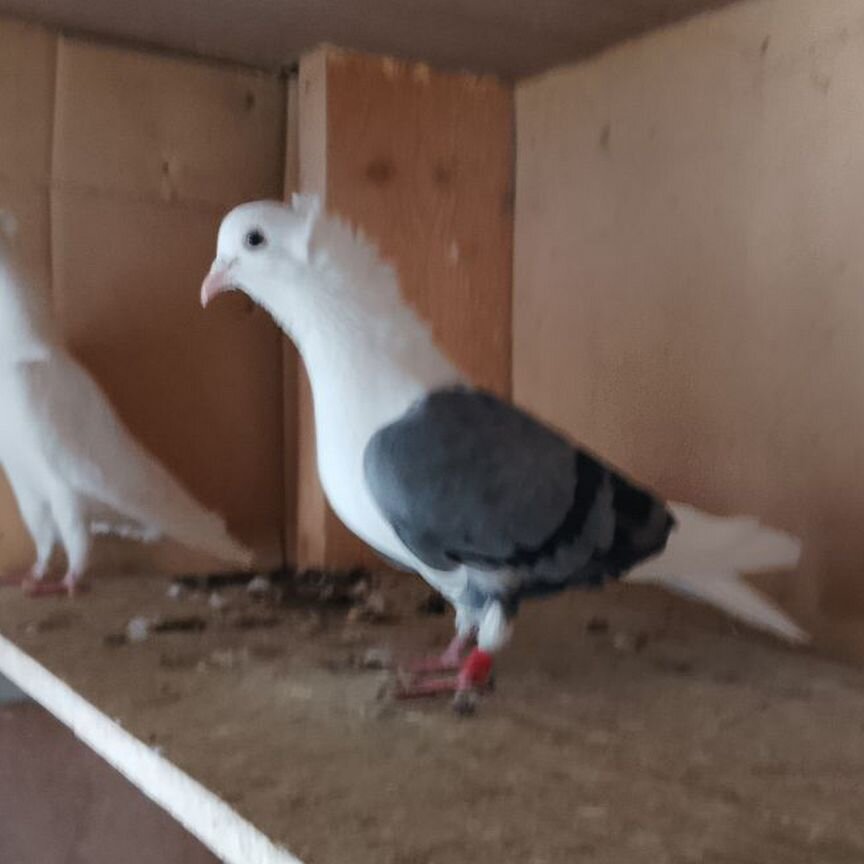 Голубь Кудуль