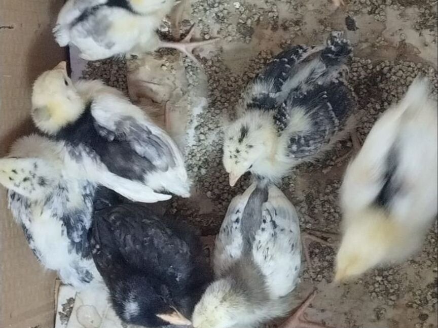 Цыплята Лакенфельдер и Пушкинские