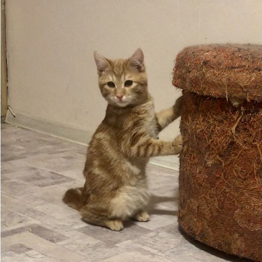 Мраморный котенок