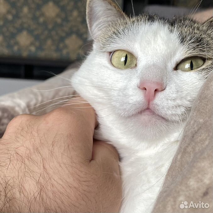 Кошка Феня в добрые руки