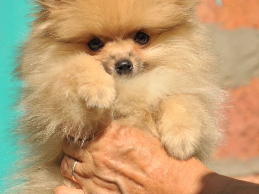 Щенки померанского шпица