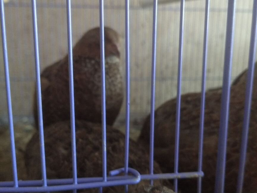 Перепела несушки