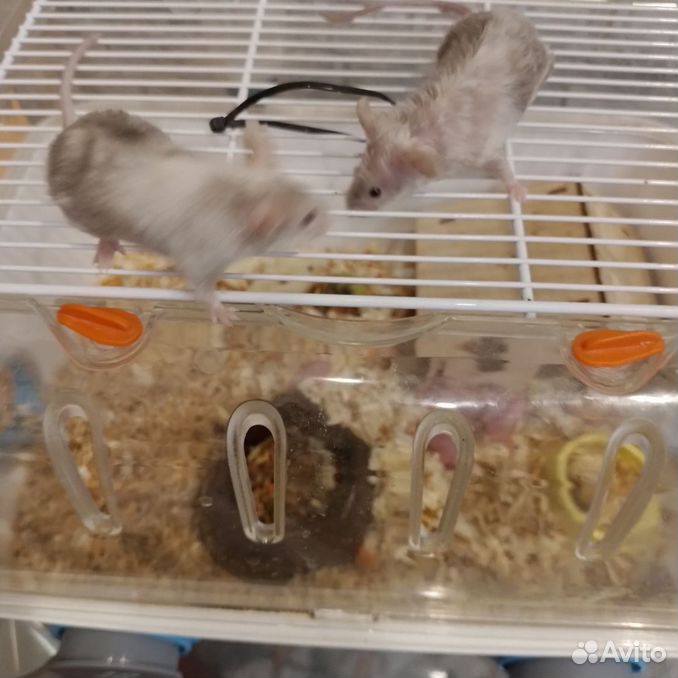 Мышки сатин,кучерявые