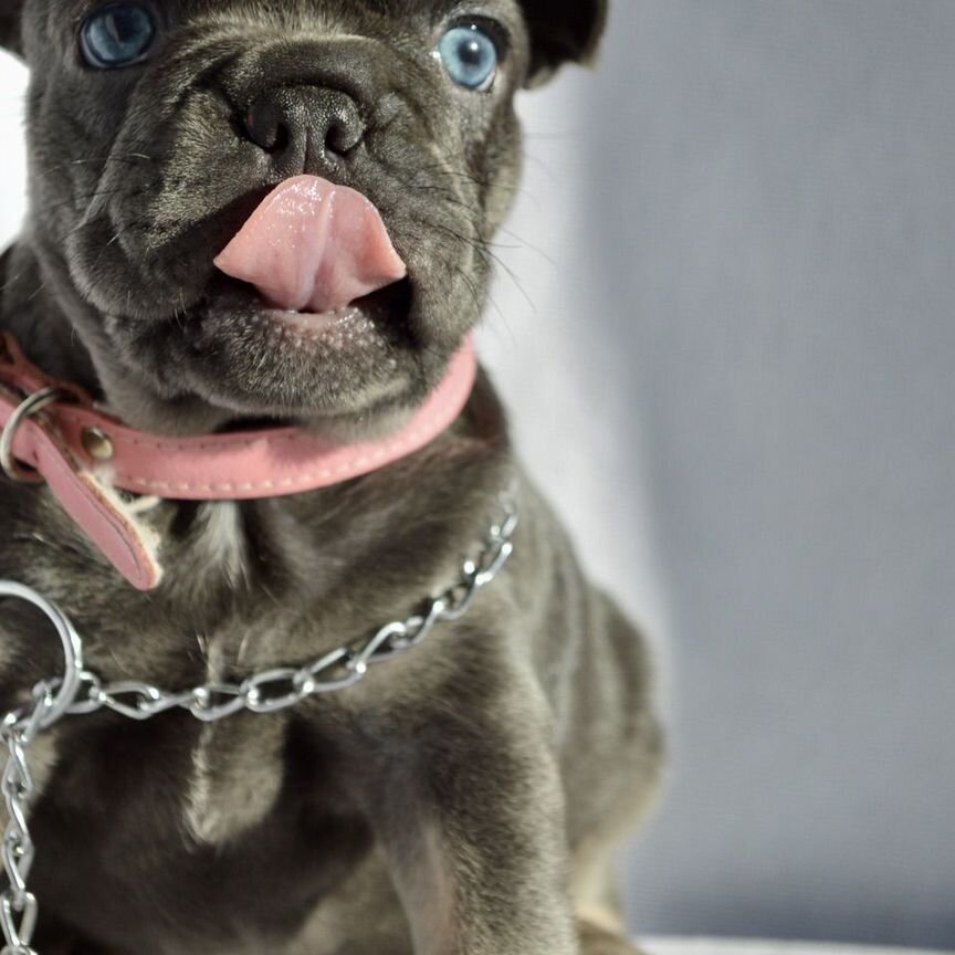 Французский бульдог щенки