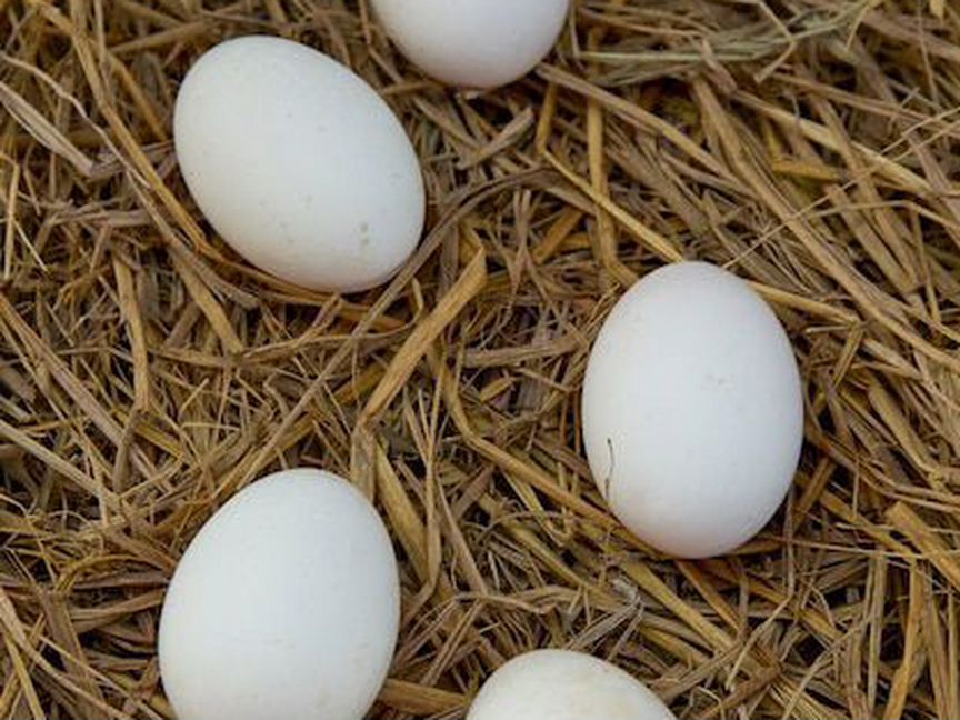 Яица домашние утиные