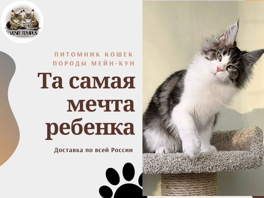 Мейн-Кун