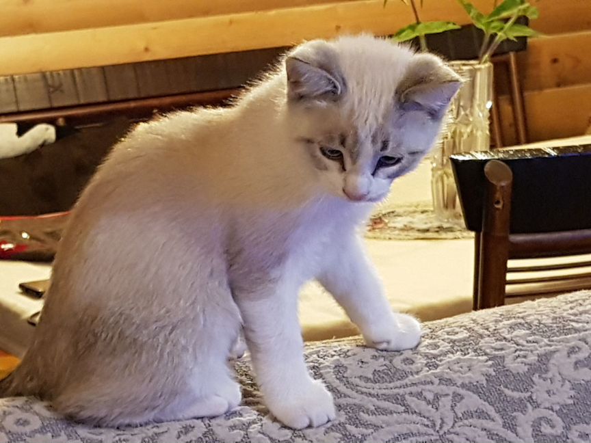 Игрун Беляш -котик 3 месяца