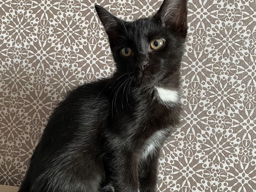 Котик бесплатно в добрые руки)