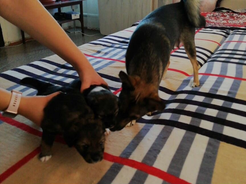 Маленькая собака