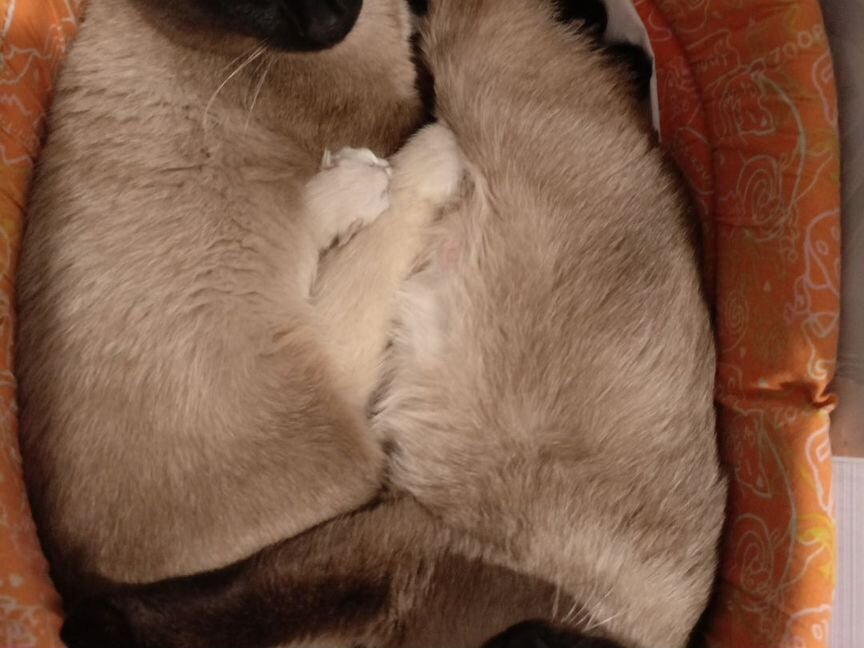 Тайские котята