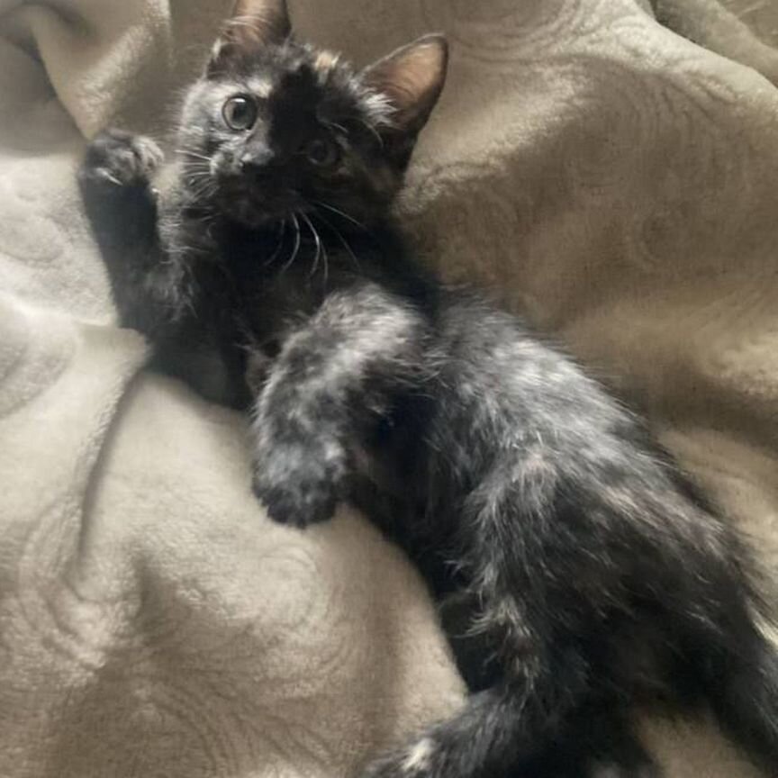 Котенок ищет человека