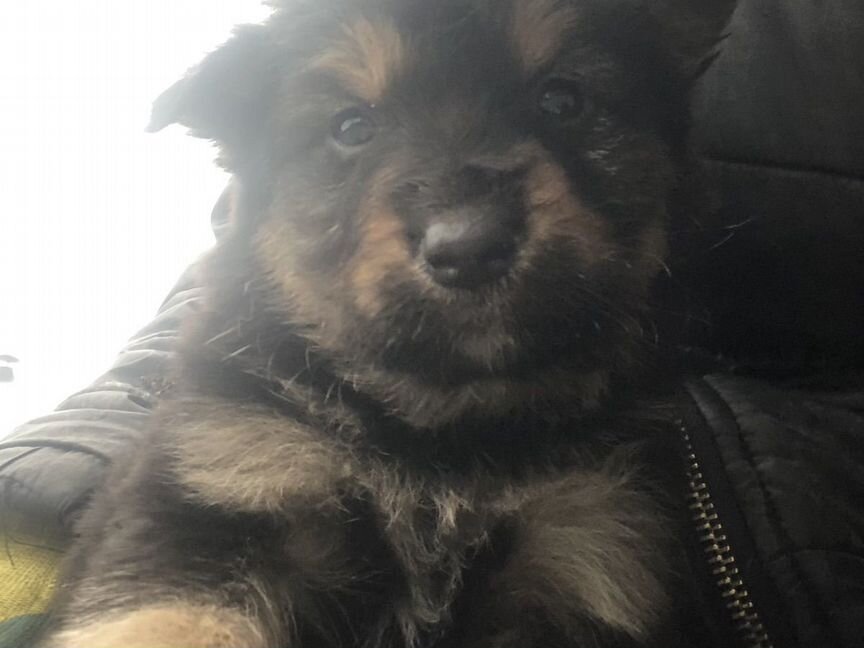 Кутенок мальчик