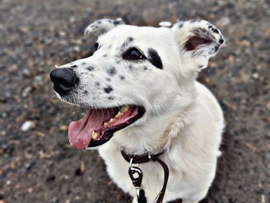 Пират коротколапик