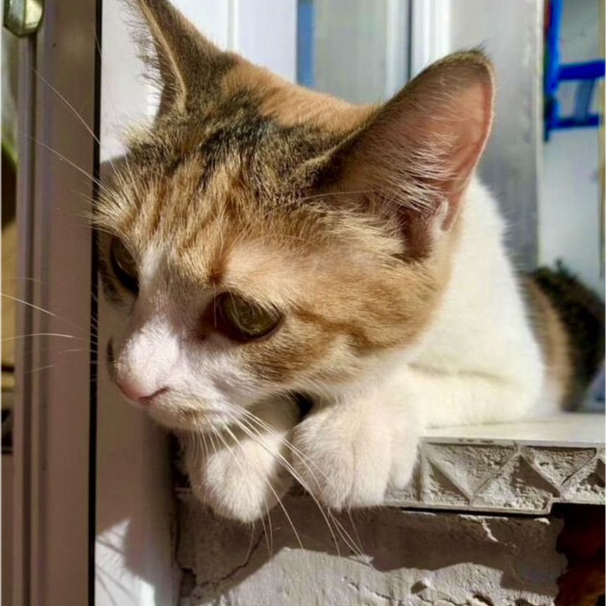 Котята в добрые руки девочка трехцветка