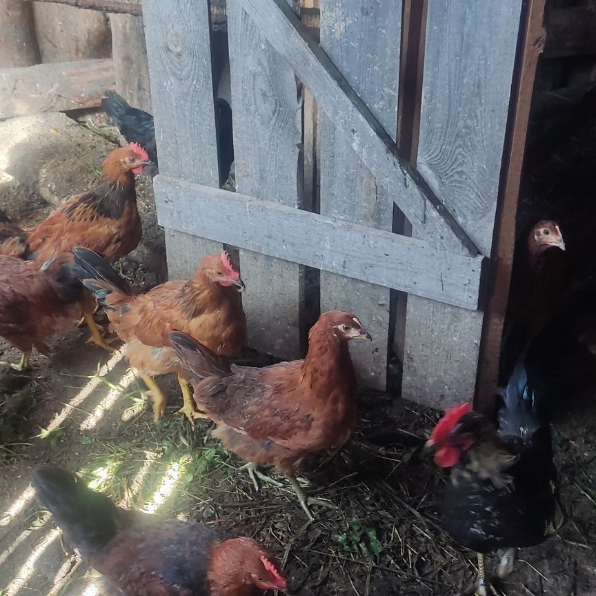 Куры молодки несушки