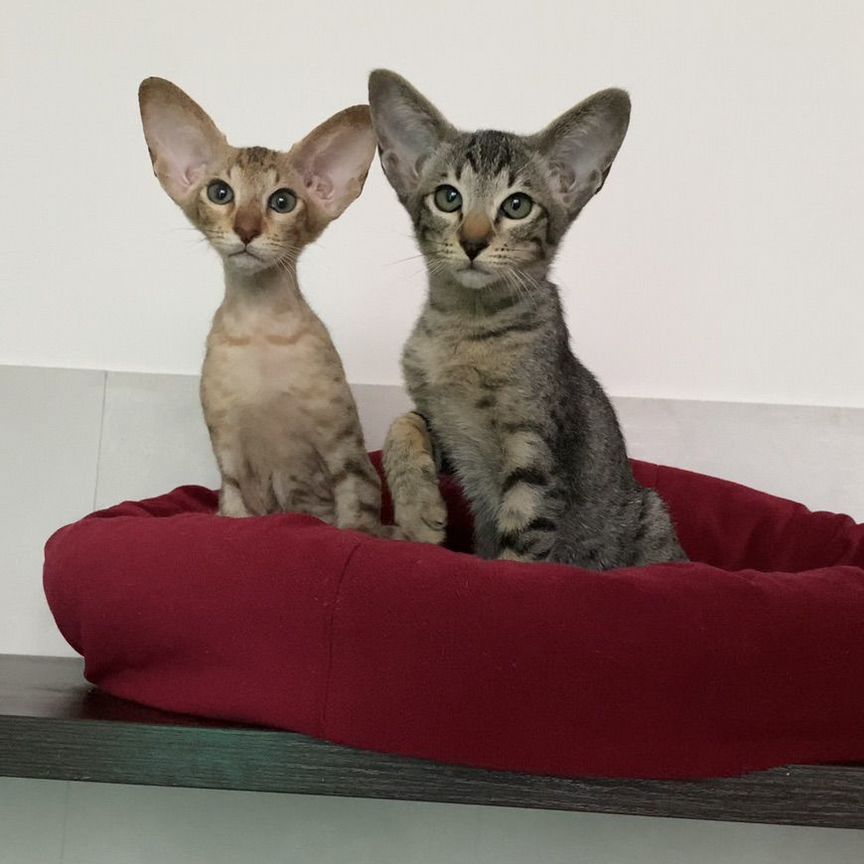 Котята петерболд