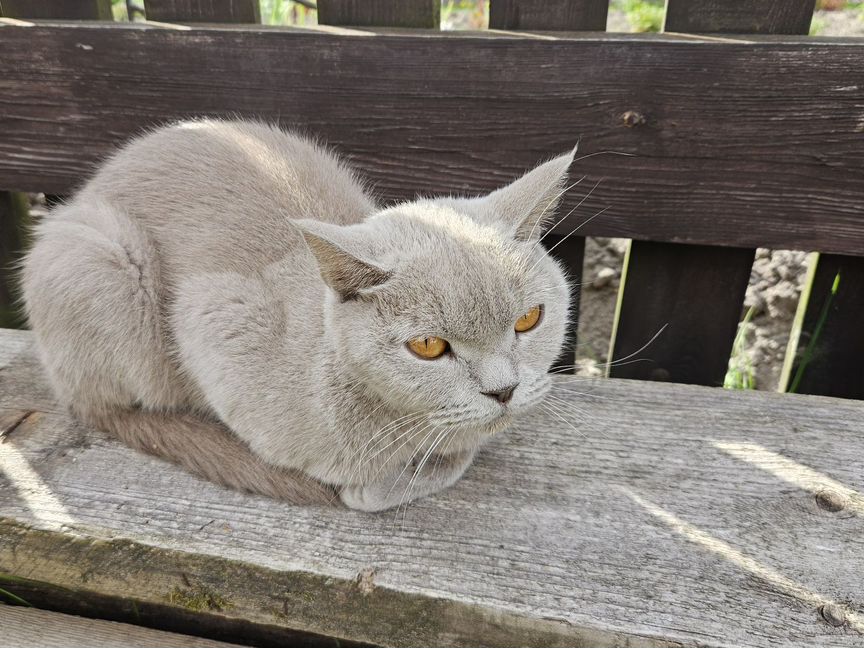 Найдена кошка британская гладкошерстная