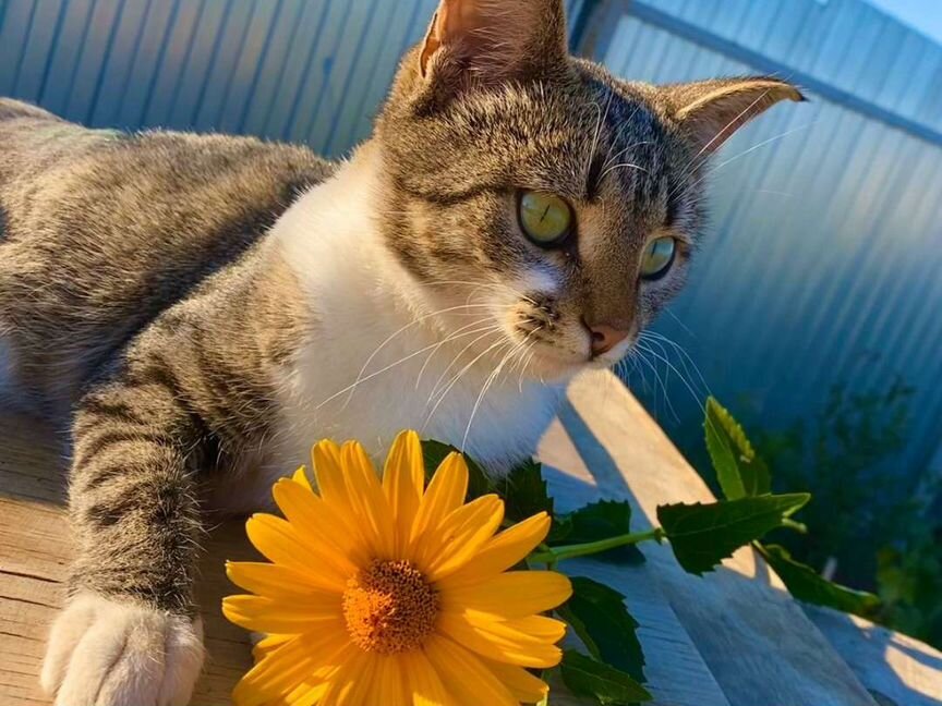 Кошка Соня для души