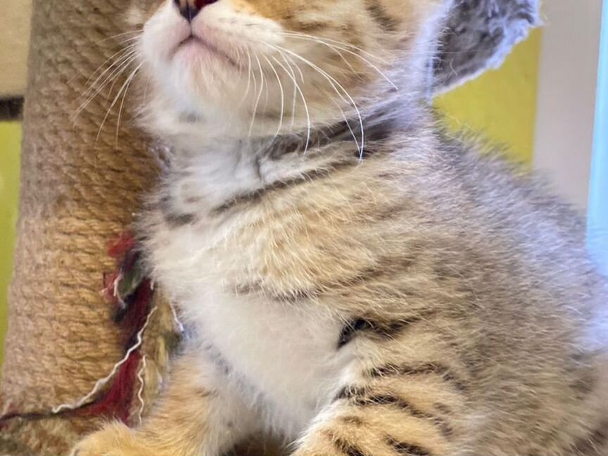 Котята чаузи ф1