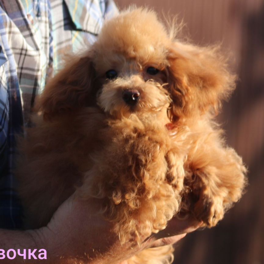 Той-пудель ред браун