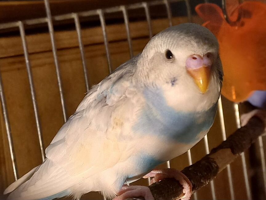 Птенцы волнистый попугай