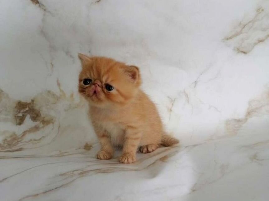Экзотические котята