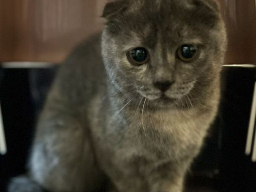 Шотландская вислоухая