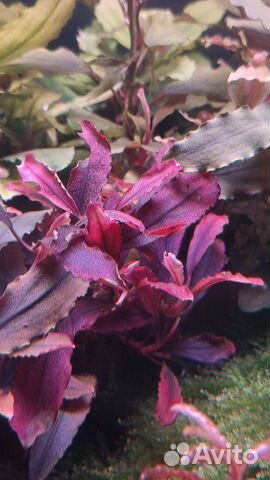 Буцефаландры набором