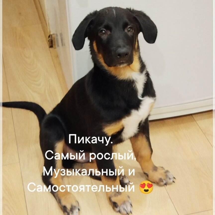 Щенок в добрые руки