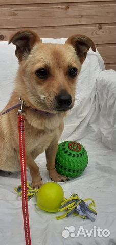 Маленькая собака в дар