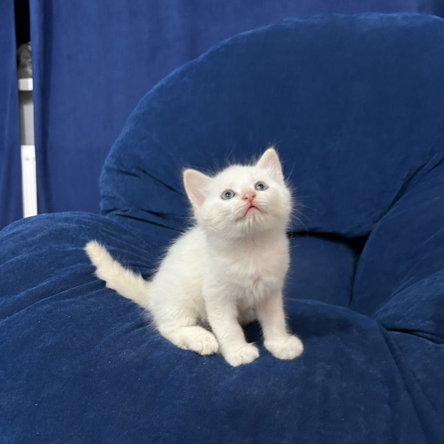Котенок мальчик в добрые руки