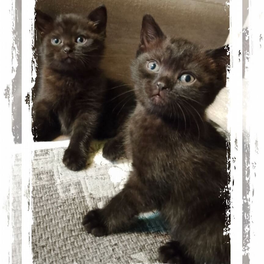 Котята в добрые руки