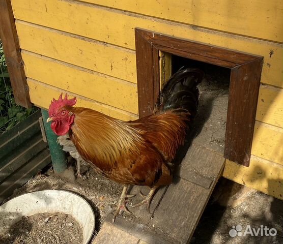 Петух кучинский