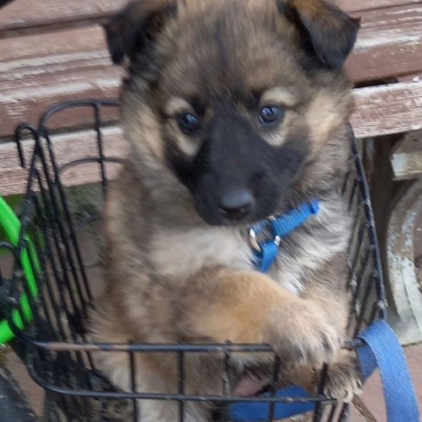 Щенок в добрые руки