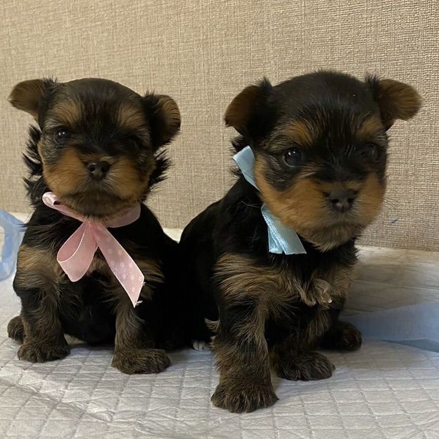 Йоркширский терьер мини беби фейс