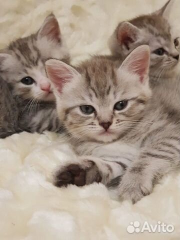 Шотландские прямоухие котята