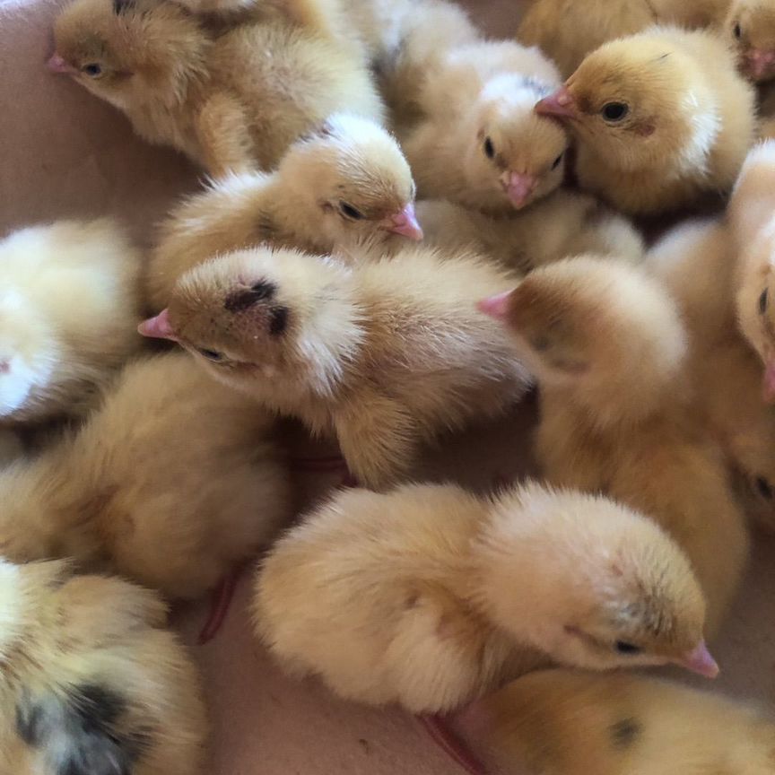 Перепела суточные