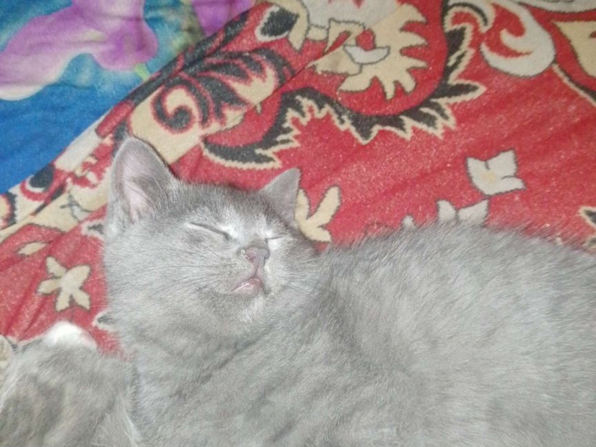 Котятя Перситские