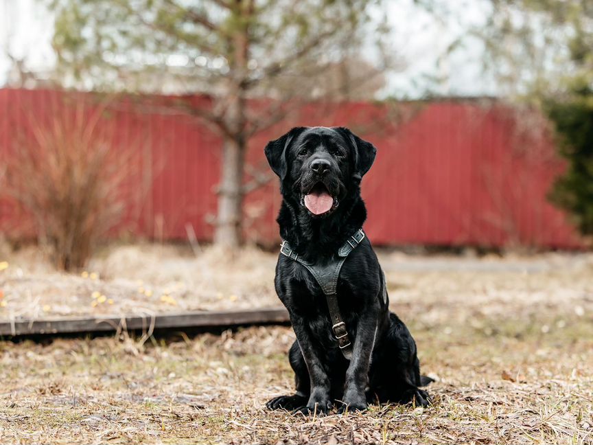 Лабрадор Бонд-Бумер ищет семью