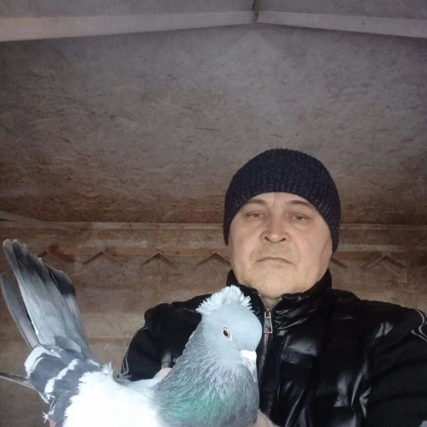 Голуби турецкие Такла