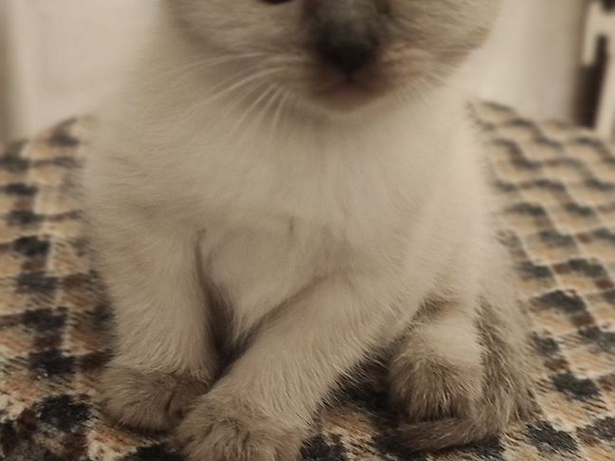 Тайская кошка