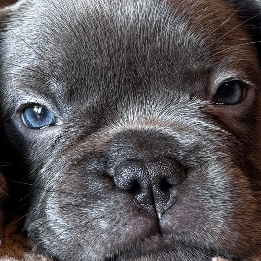 Французский бульдог щенки