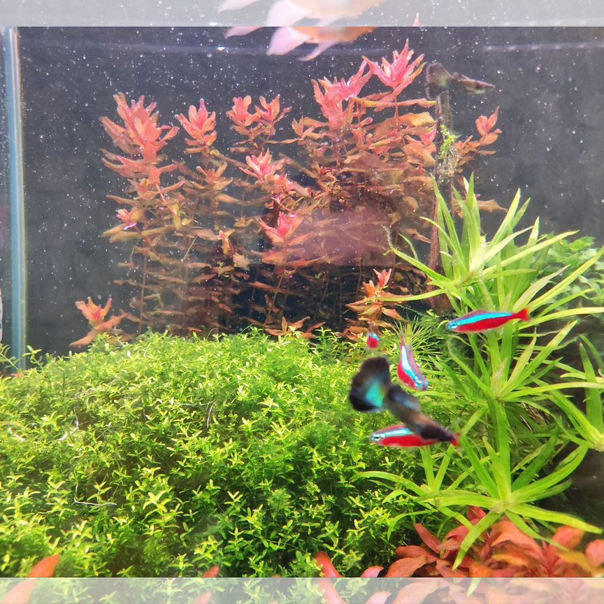 Гуппи малахит (чистая линия)