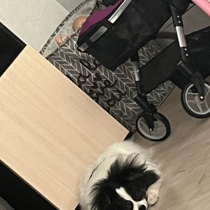 Померанский шпитц