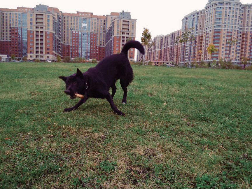 Вязка мальчика метиса Лабрадора