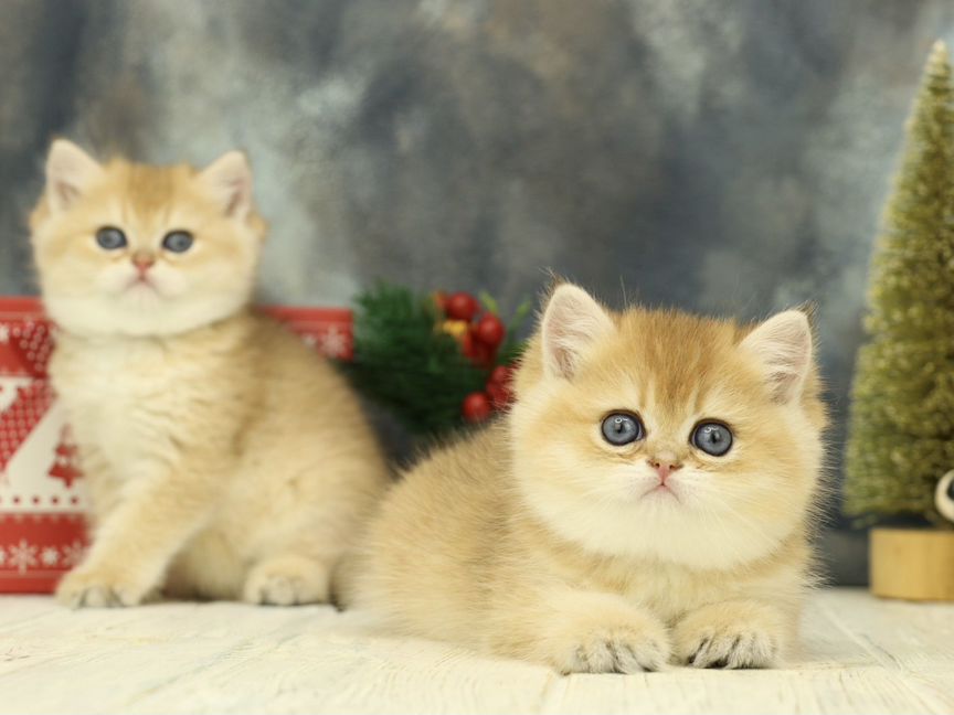 Британские котята золотая шиншилла ny11 ny12