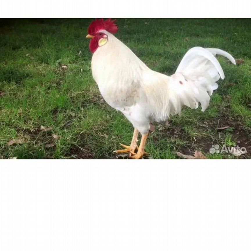 Куры петухи